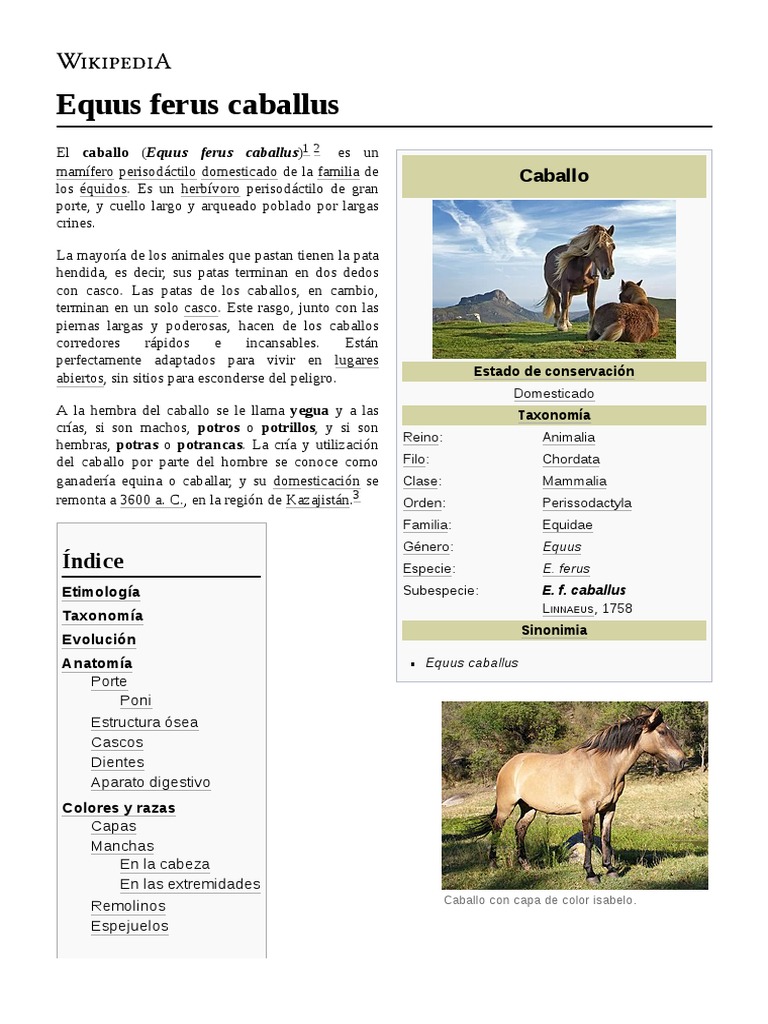 Equus Ferus Caballus | PDF | Caballos | Équidos