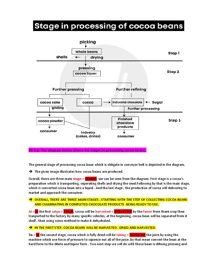 Đề bài: The diagram below shows the stages in processing cocoa beans ...
