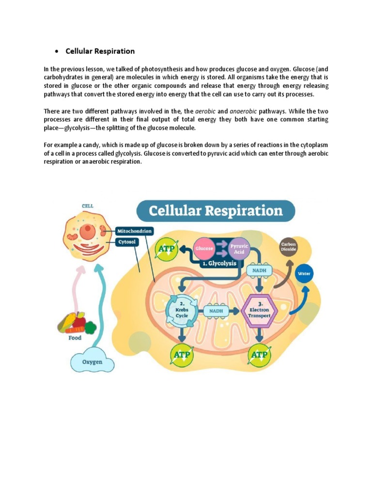 Cellular Respiration - Aerobic and Anaerobic | PDF | Cellular ...