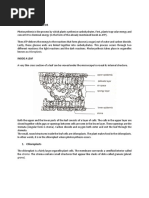 Chloroplast Labelled A Level Diagram | PDF | Chloroplast | Cell (Biology)