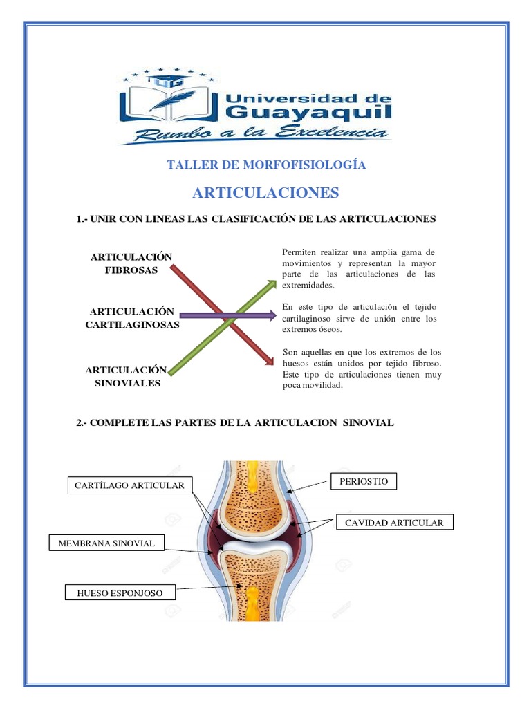 Sistema Articular | PDF | Articulación | Anatomía