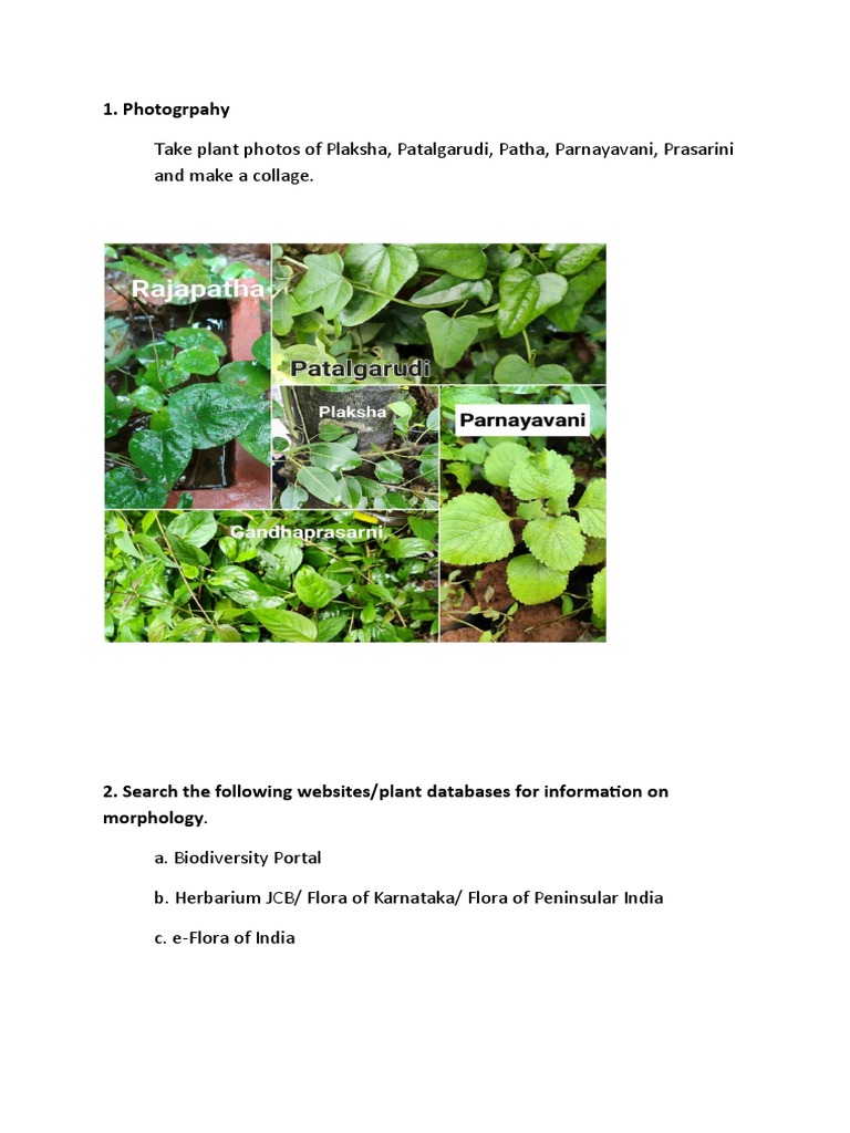 DG Module Assignment | PDF