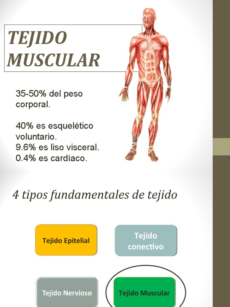 Tipos y Estructura del Tejido Muscular | PDF | Músculo esquelético ...