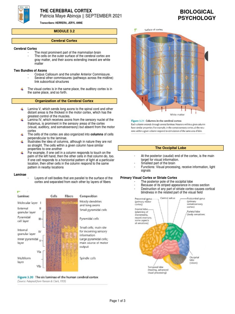 Module 3.2 The Cerebral Cortex | PDF | Cerebral Cortex | Temporal Lobe