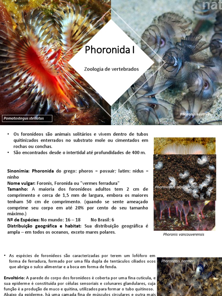 Phoronida | PDF