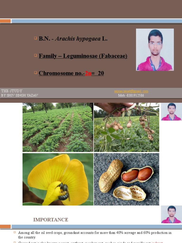 Groundnut | PDF | Peanuts | Sowing