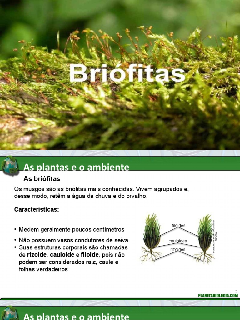 Características das Briófitas e Musgos | PDF | Musgo | Plantas