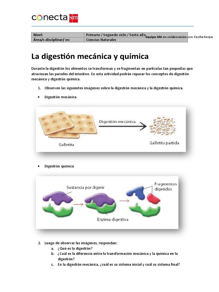 P6 - CNA - La Digestion Mecanica y Quimica | PDF