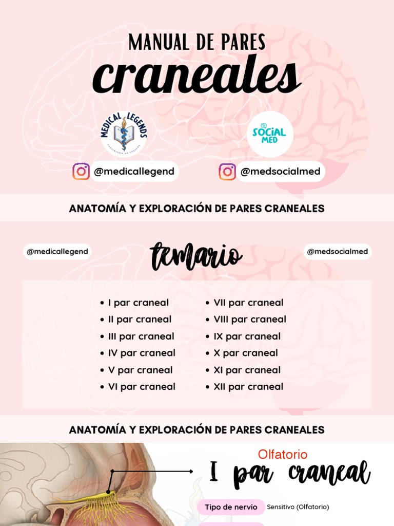 Anatomía de los Pares Craneales | PDF | Neurociencia | Anatomía humana