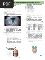 Anatomia da Laringe: Estruturas e Funções | PDF | Laringe | Anatomia humana