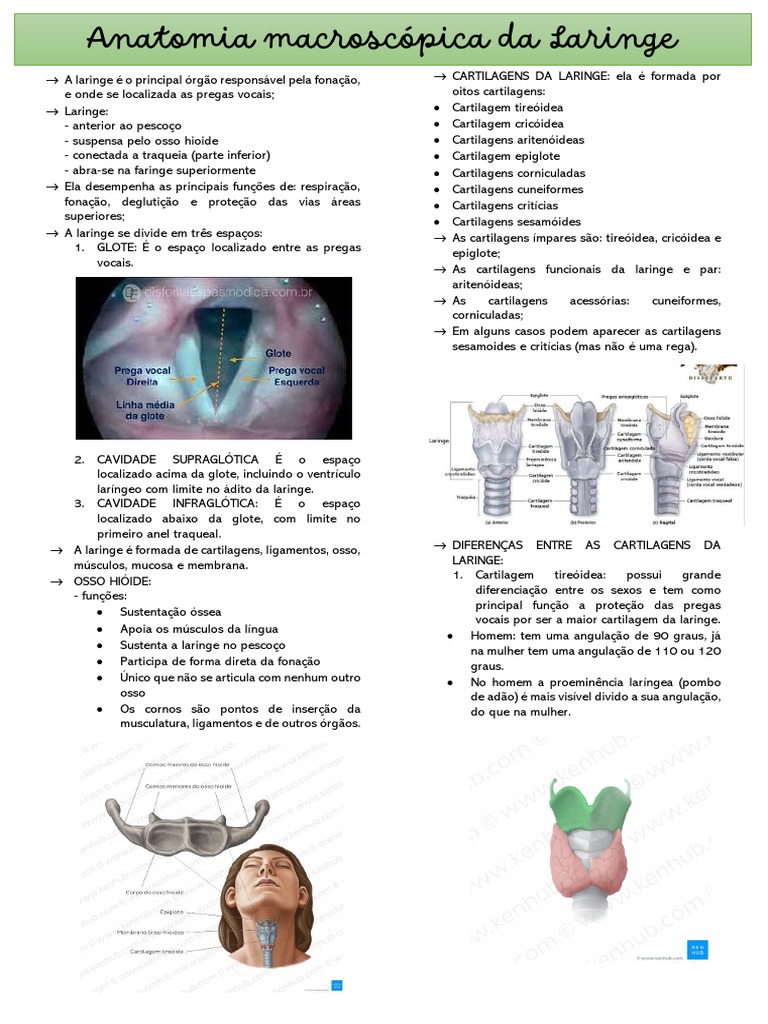 Anatomia Macroscópica Da Laringe Pdf Laringe Anatomia Humana