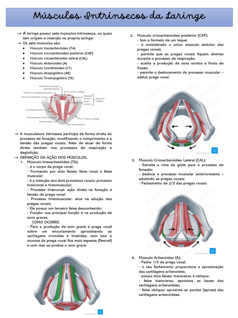 Anatomia Muscular Da Laringe Faringe E Laringe | PDF | Anatomia Humana