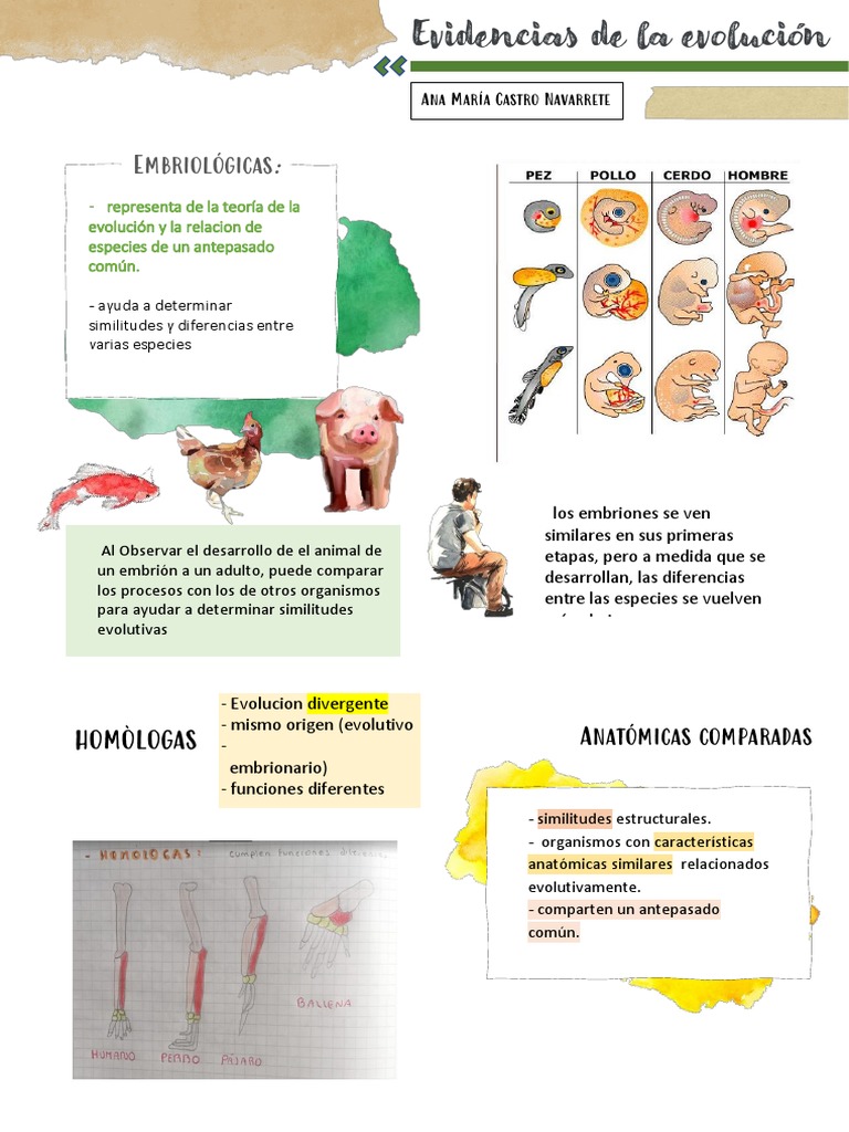 Evidencias de La Evolucion | PDF | Evolución | Organismos
