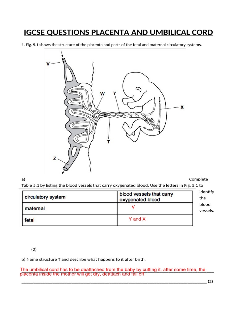 Igcse Questions Placenta and Umbilical Cord | PDF | Placenta | Fetus