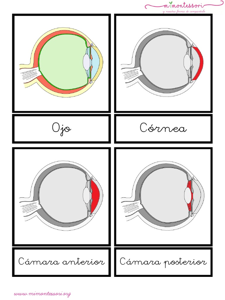 Partes Del OJO | PDF | Ojo humano | Ojo