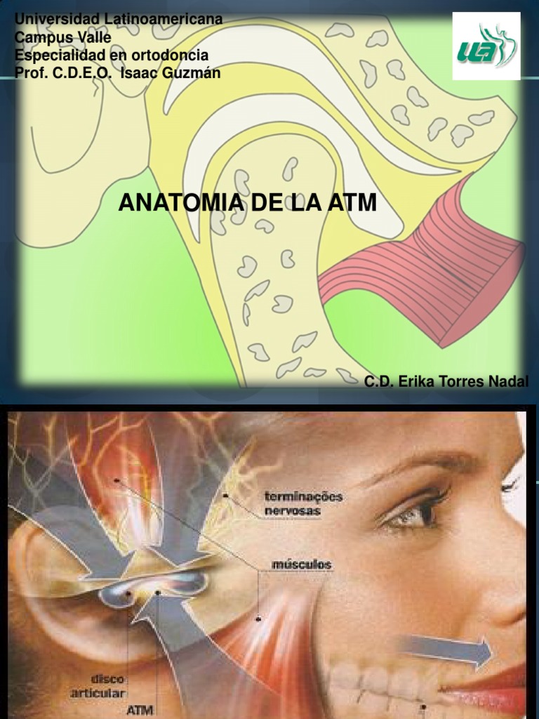 Anatomia de La ATM | PDF | Articulación | Sistema musculoesquelético