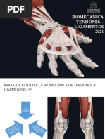 Mecánica Muscular y Función | PDF | Músculo | Contracción muscular
