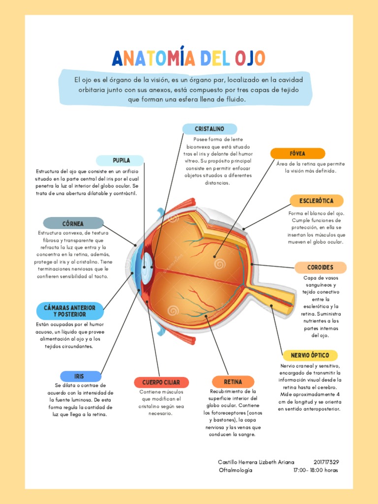Anatomía Del Ojo Humano Ppt Diapositivas Sobre La Anatomía Del Ojo Y