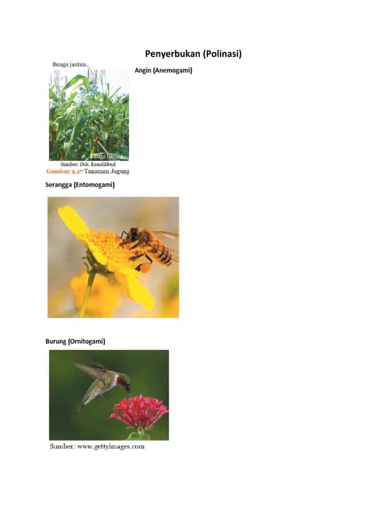 LKPD 2 Penyerbukan | PDF