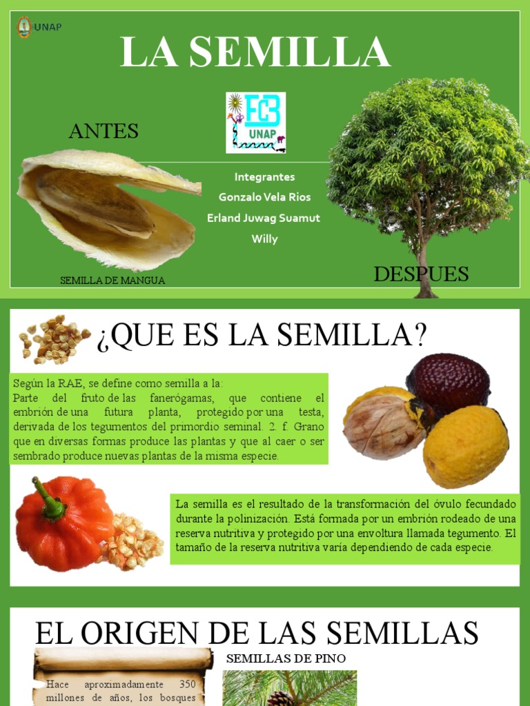 La Semilla | PDF | Semilla | Germinación
