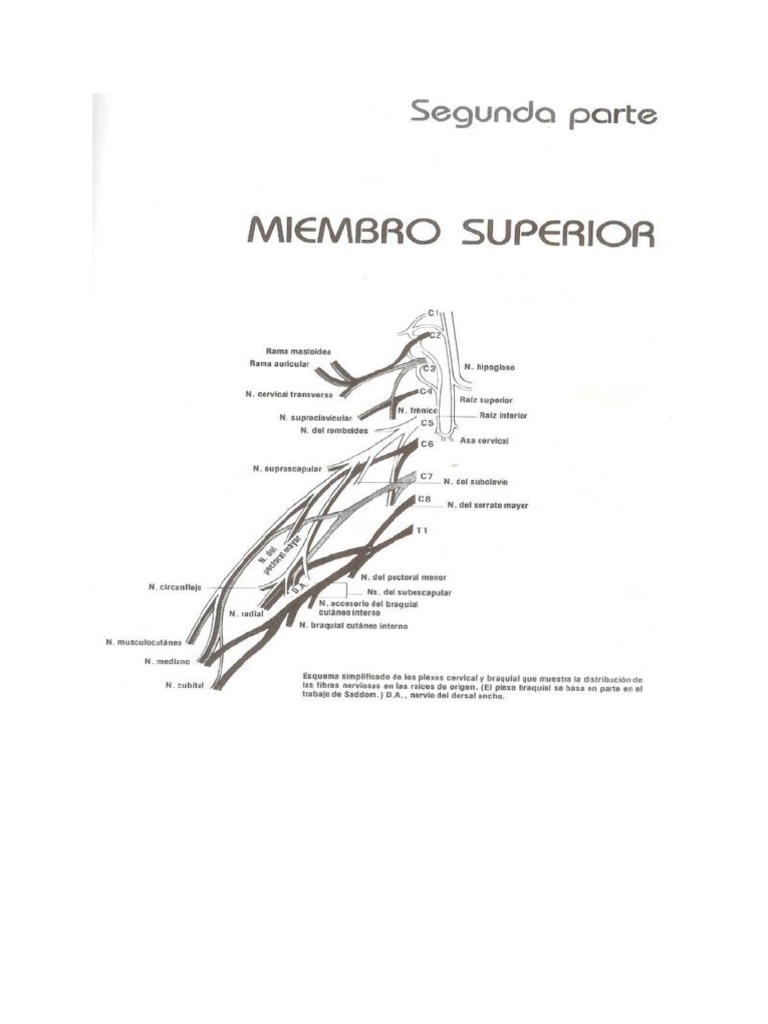 Garner 1 D | PDF