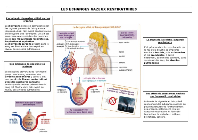 Échanges gazeux dans l'appareil respiratoire | PDF | Poumon | Système ...