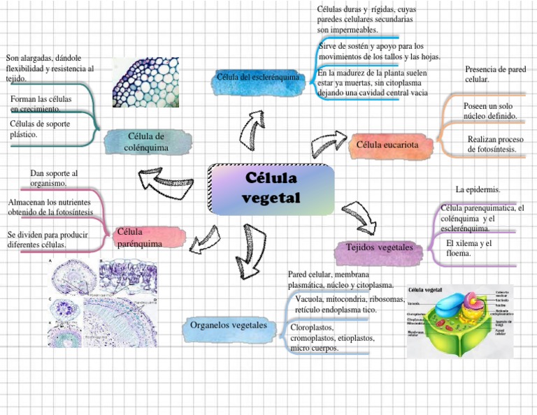Mapa Mental de La Celula Vegetal | PDF | Plantas | Biología Celular)