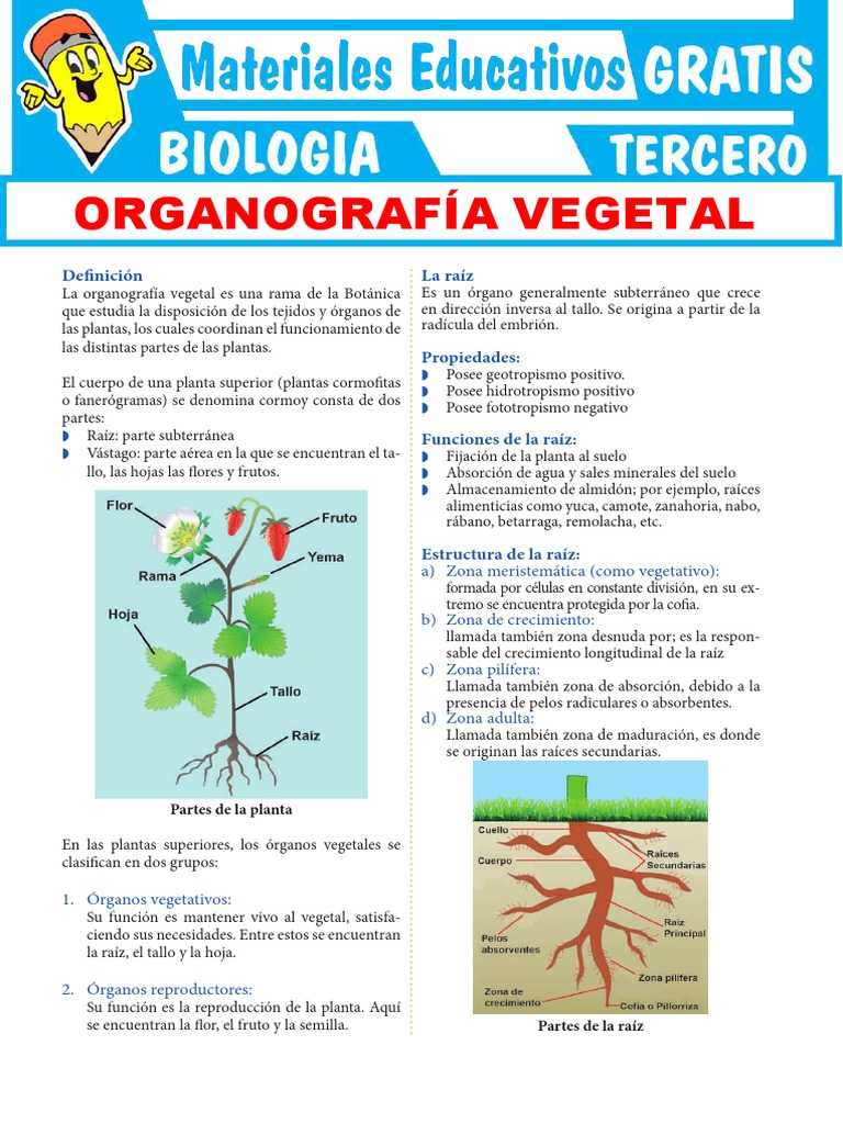 Mapa Conceptual de Organografía Vegetal | PDF | Raíz | Tallo de la planta