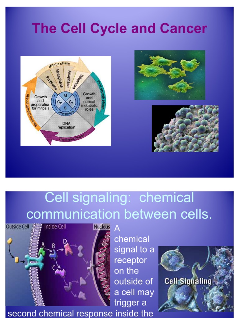 The Cell Cycle and Cancer 2011 | PDF | Cell Cycle | Cancer