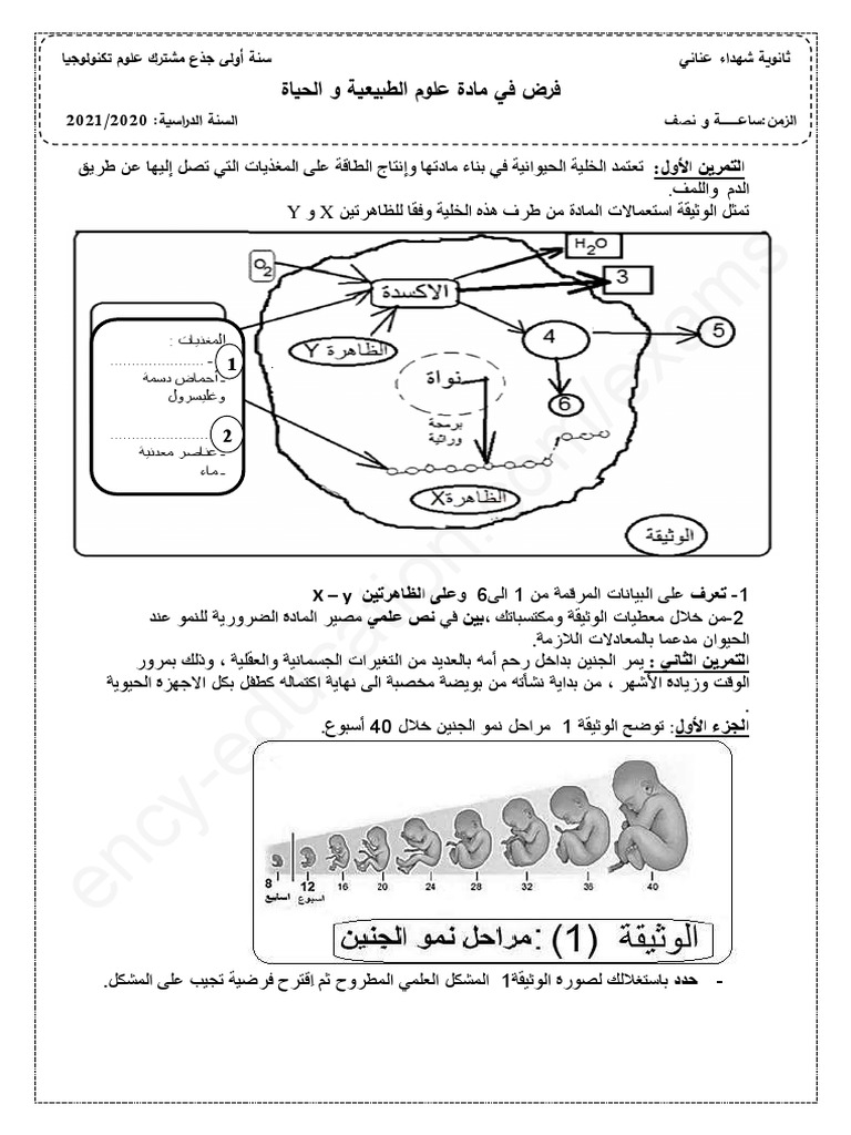Dzexams 1as Sciences 1941656 | PDF
