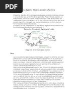 Anatomía Del Aparato Digestivo Del Cerdo | PDF | Sistema digestivo ...