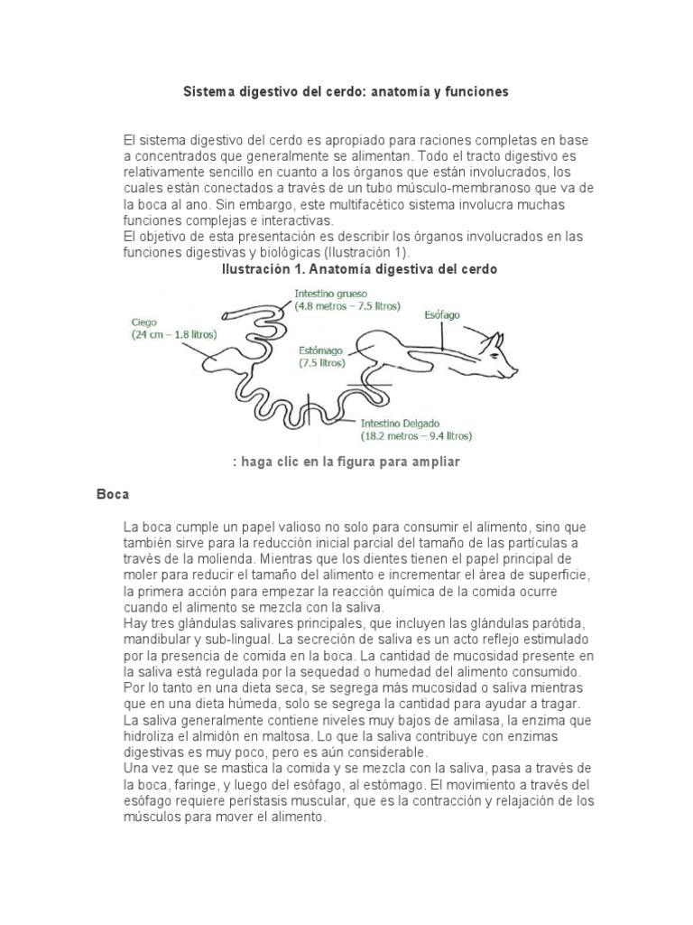Sistema Digestivo Del Cerdo | PDF | Digestión | Sistema digestivo humano