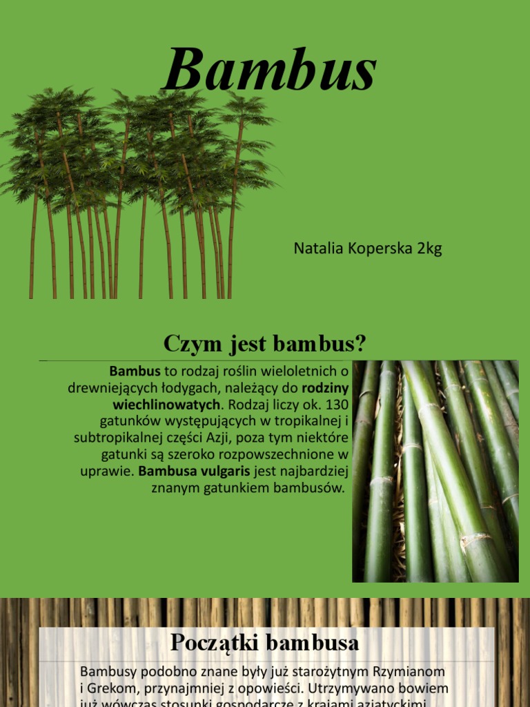 Bambus | PDF