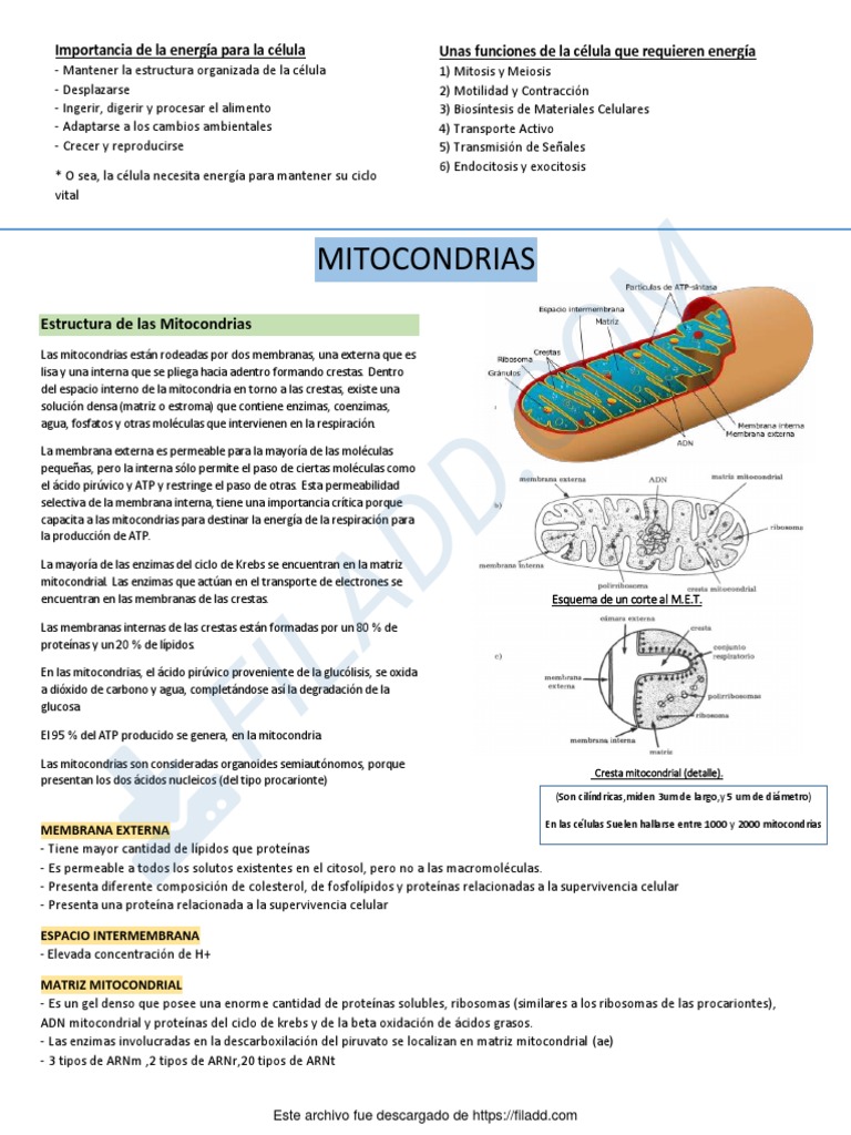 Resumen de Bio Celular 2do Parcial Uba Xxi | PDF | Trifosfato de adenosina | Inhibidor de la enzima