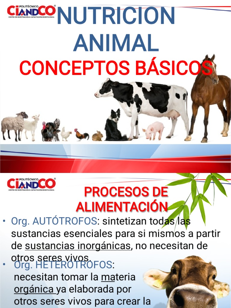 Nutricion Animal | PDF | Nutrientes | Nutrición