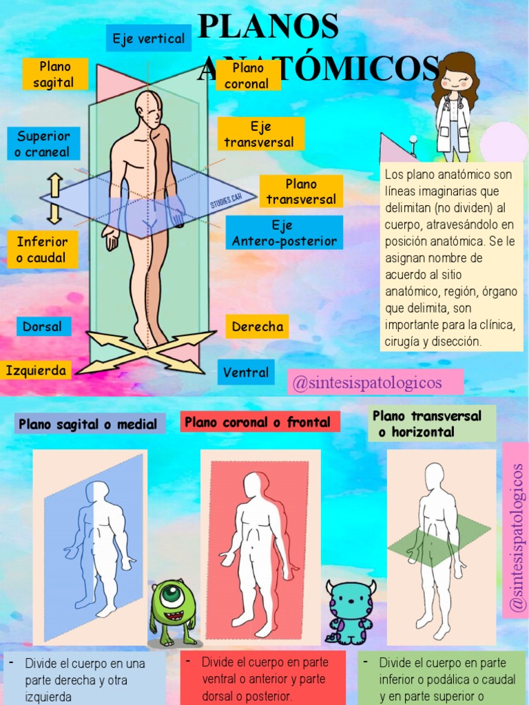Planos | PDF | Términos anatómicos de ubicación | Morfología (biología)