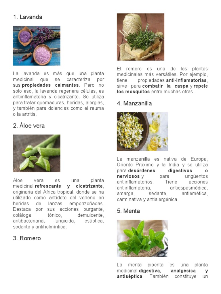 Plantas Medicinales 10 Imagen e Informacion | Descargar gratis PDF | Plantas medicinales ...
