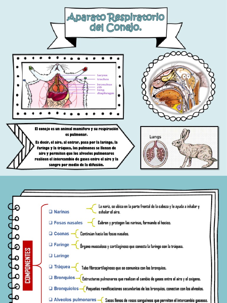 Aparato Respiratorio y Urinario Conejos | PDF