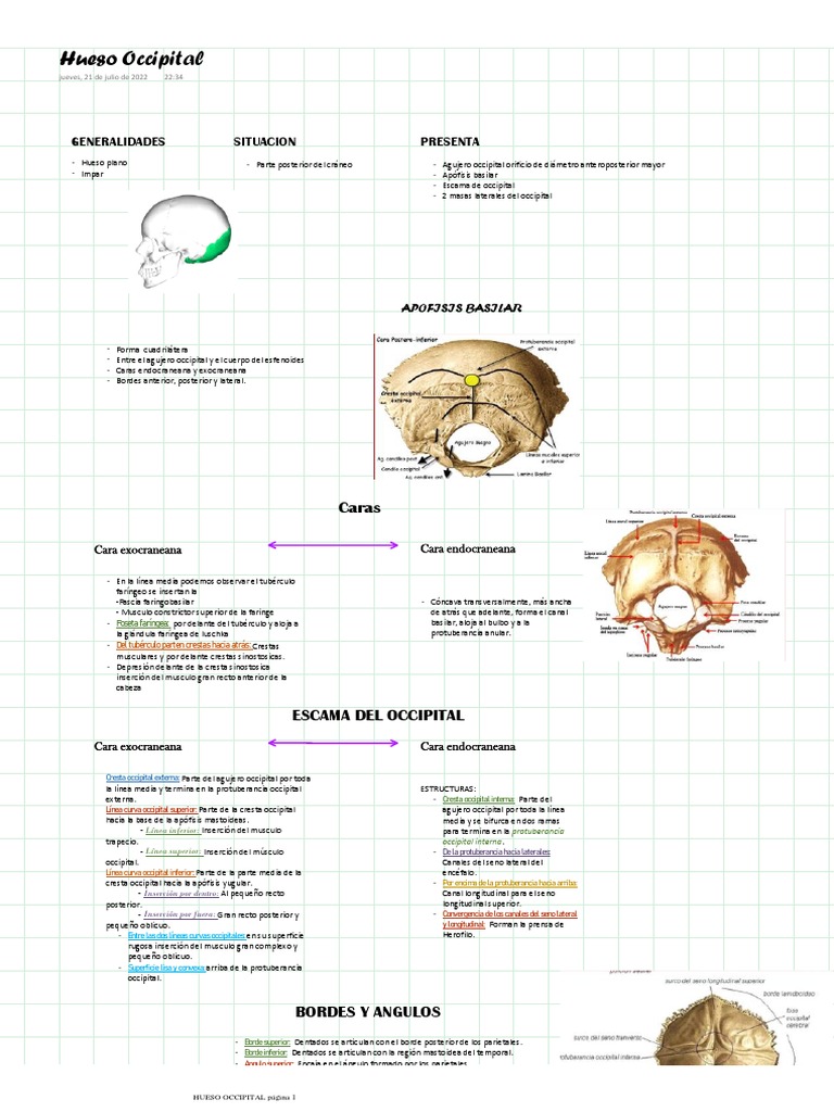 Anatomía del Hueso Occipital | PDF | Anatomía | Sistema esquelético