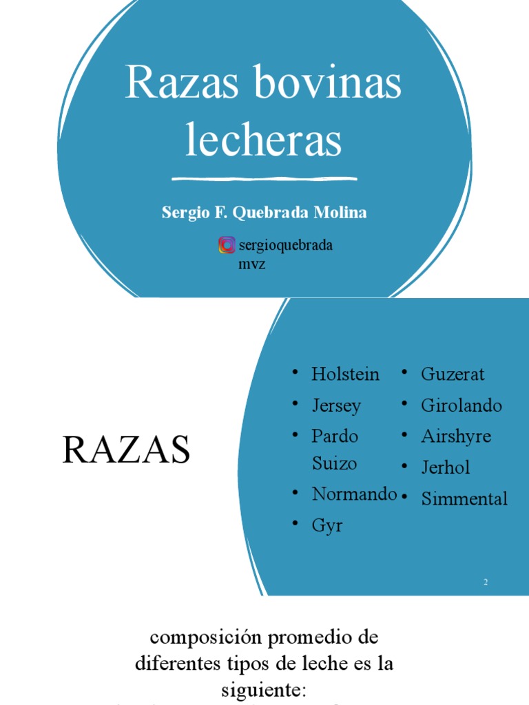 Razas Bovinas Lecheras: Características y Producción | PDF | Vacas | Leche