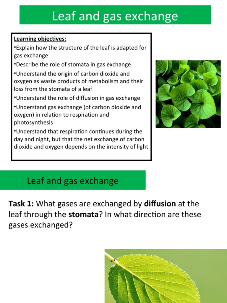 Leaf Structure and Gas Exchange Explained | PDF | Stoma | Leaf