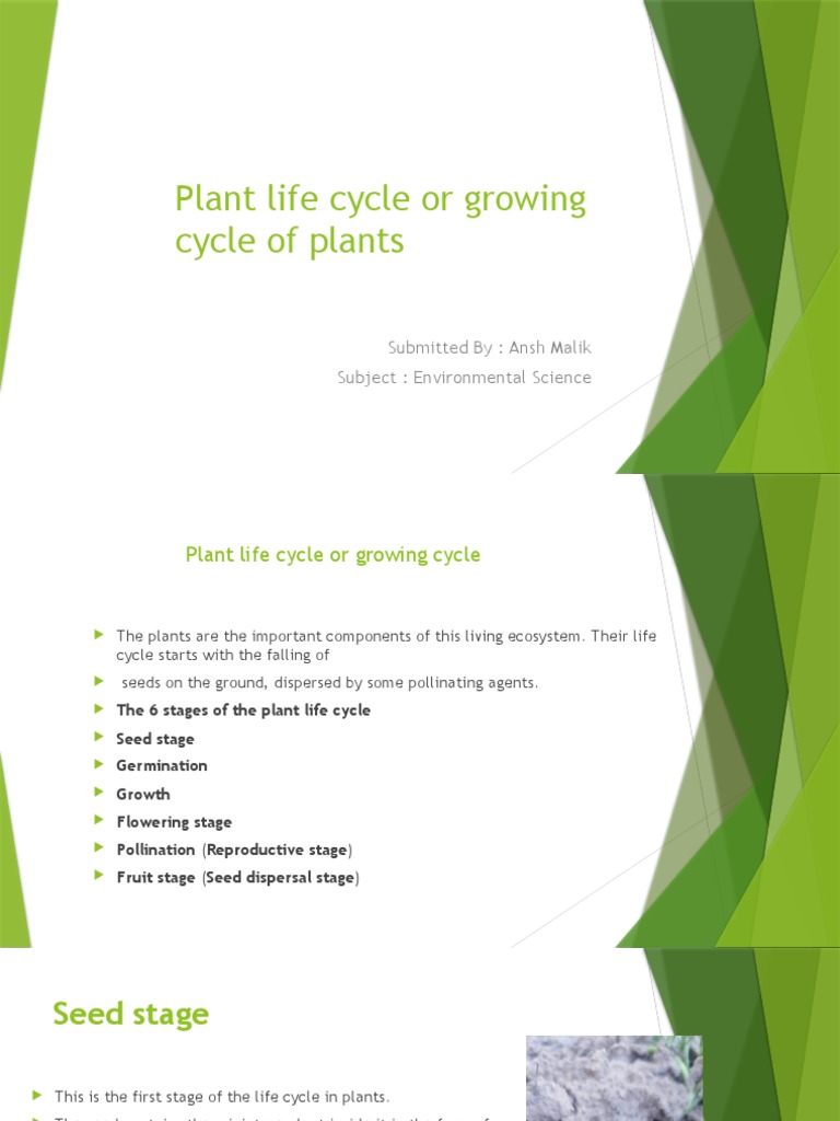 Ansh Malik Holiday Homework | PDF | Seed | Germination