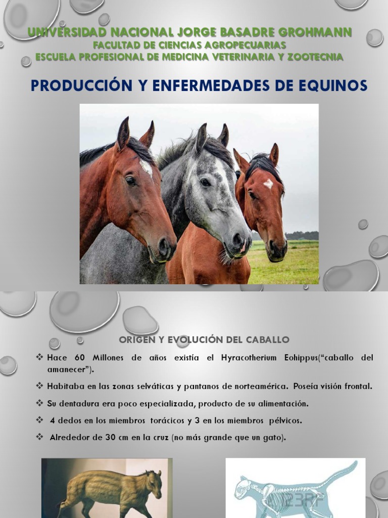 Evolución y Comportamiento del Caballo | PDF | Équidos | Caballos