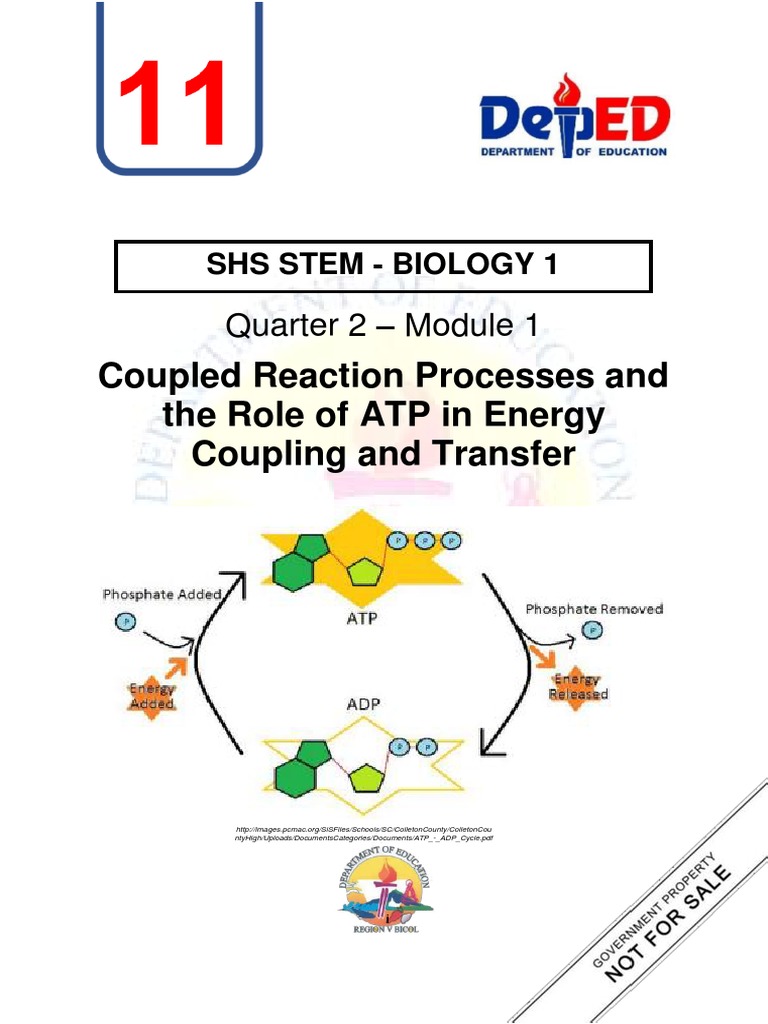 Coupled Reaction Processes and The Role of ATP in Energy Coupling and ...