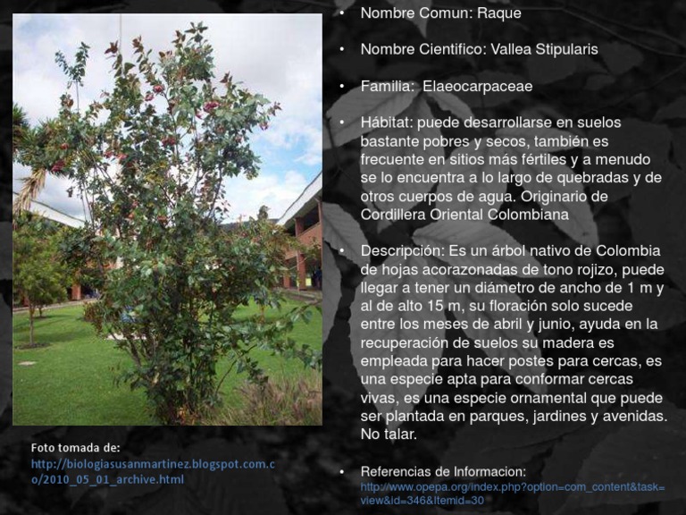 Árbol Raque: Uso y Conservación | PDF