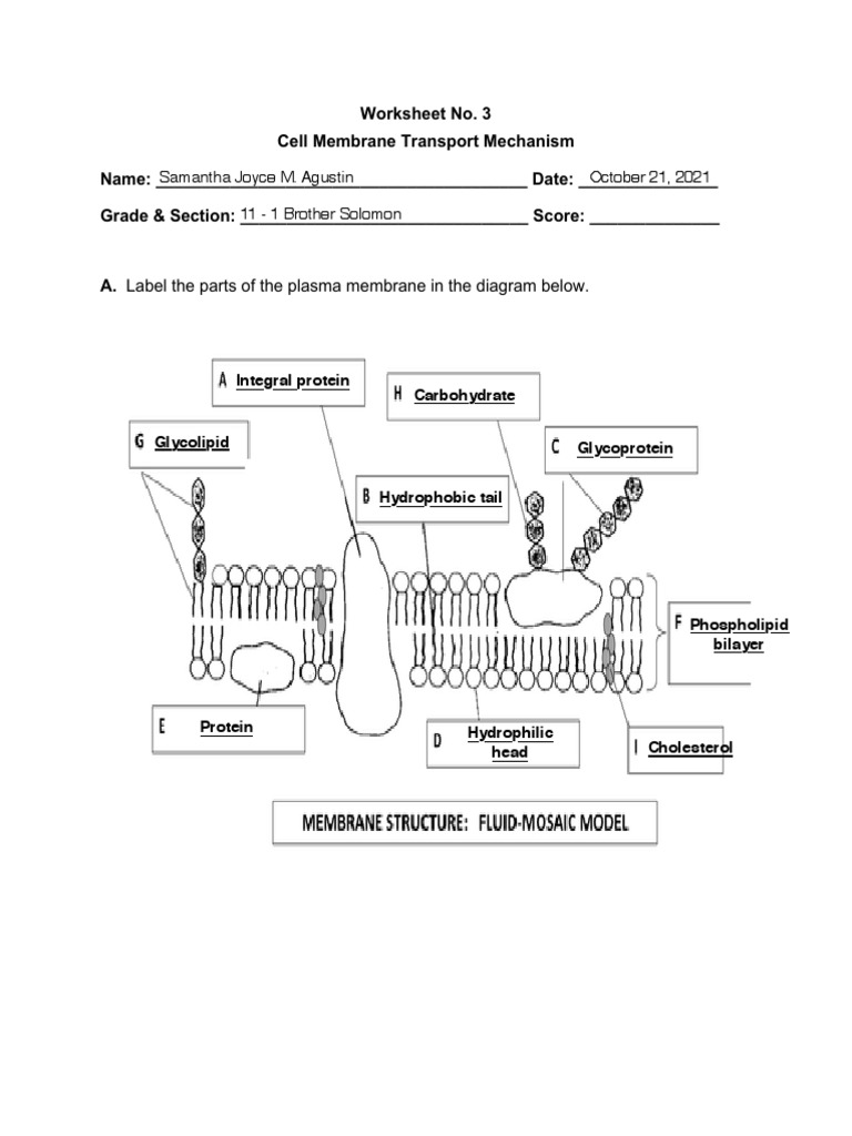 Cell Membrane Transport Mechanisms Worksheet | PDF | Cell Membrane ...