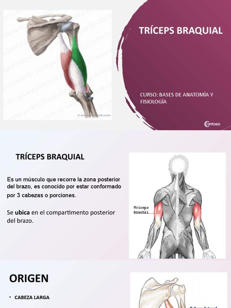 Triceps Braquial | PDF