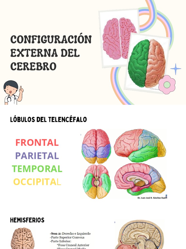 Estructura Externa | PDF
