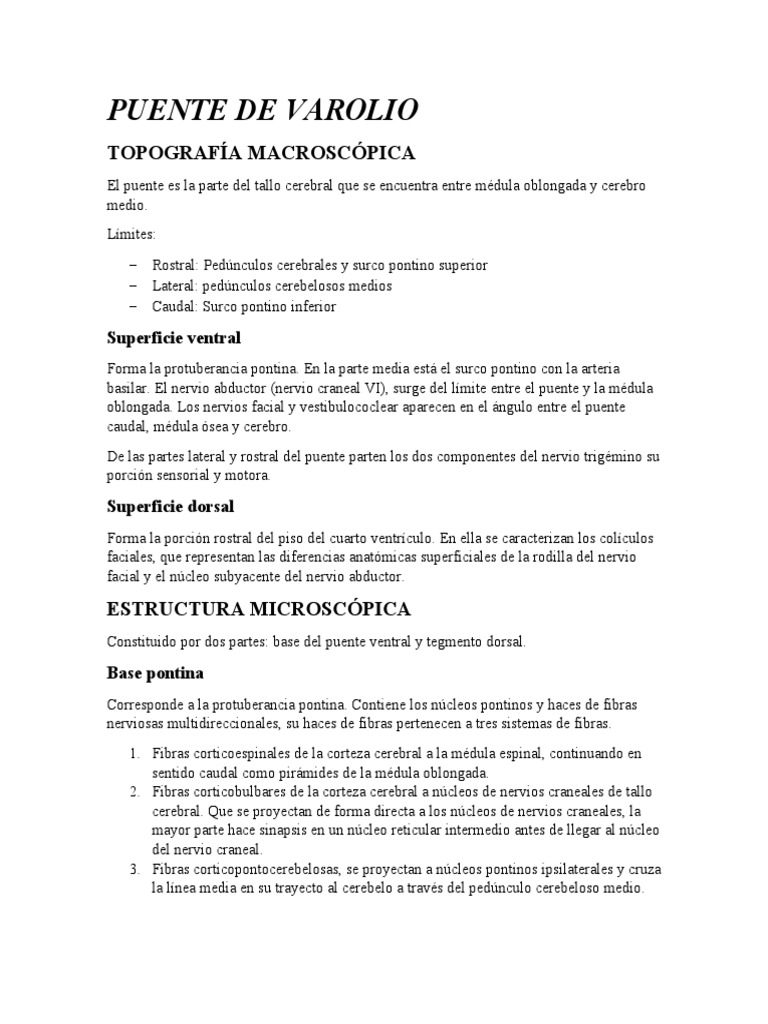 Estructura y Función del Puente de Varolio | PDF | Cerebelo | Neurociencia