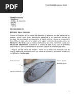 Disección de La Rata Wistar | PDF | Abdomen | Morfología (biología)